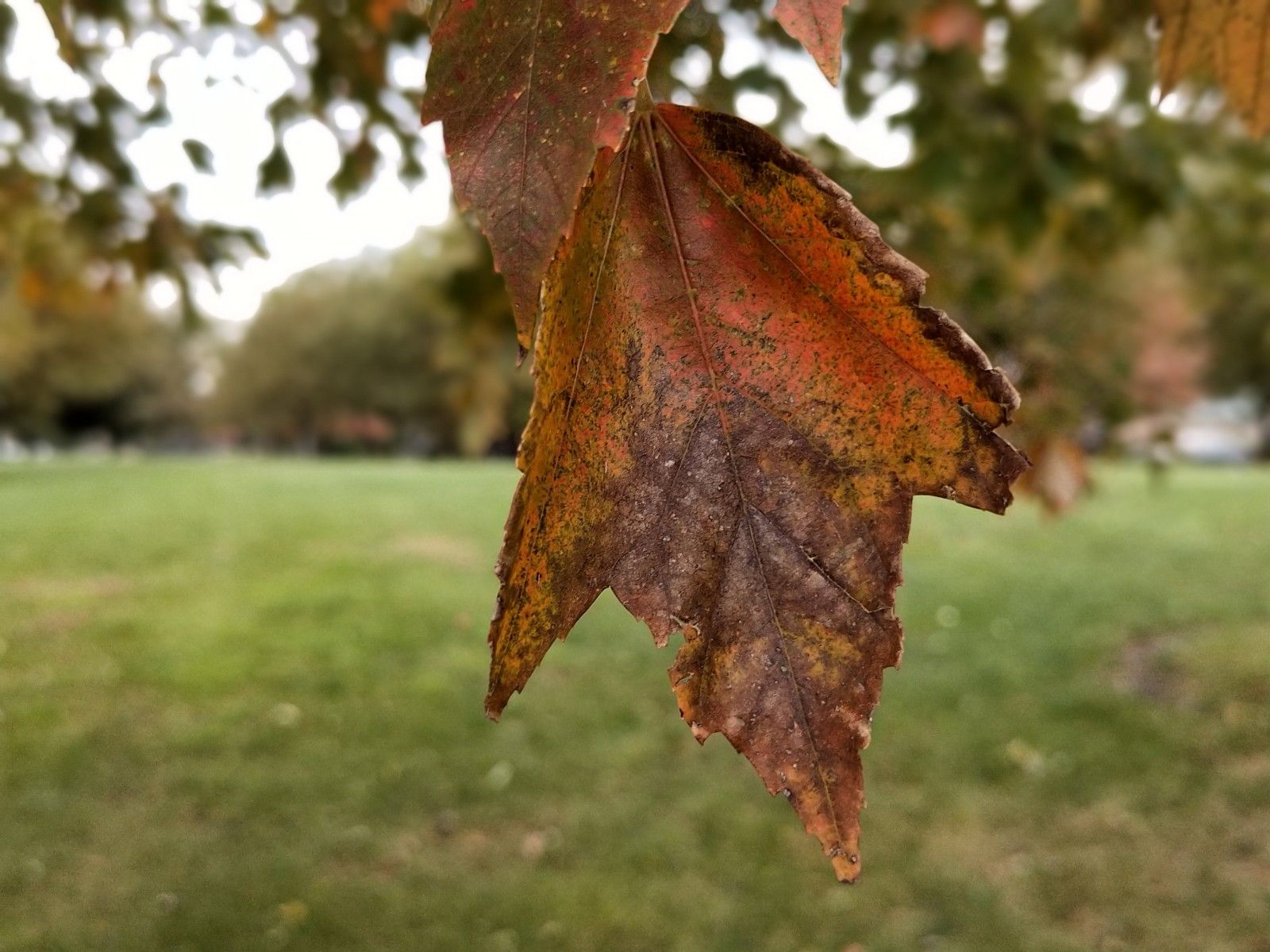 RED Hydrogen One review: rebirth of a fad that was never popular